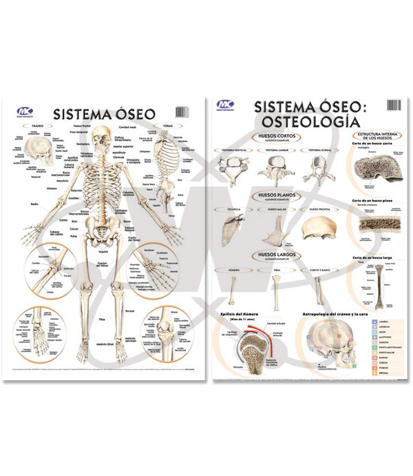 Lamina Sist. Oseo/Osteologia, 50×70 cm MC – Francisco H. Walz S.C.A.
