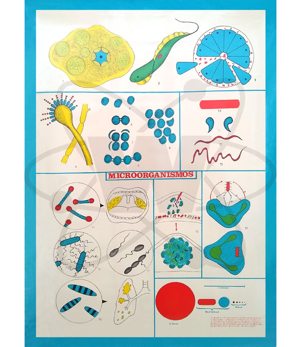 Lamina microorganismos SE – Francisco H. Walz S.C.A.